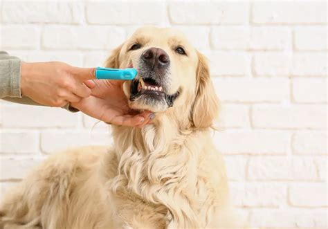 Image result for Regular Toothpaste for Dogs