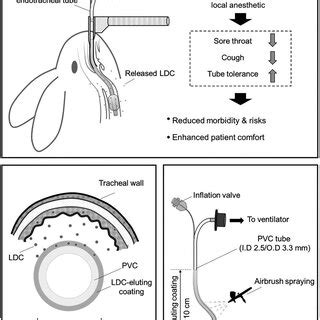Image result for Rabbit Intubation