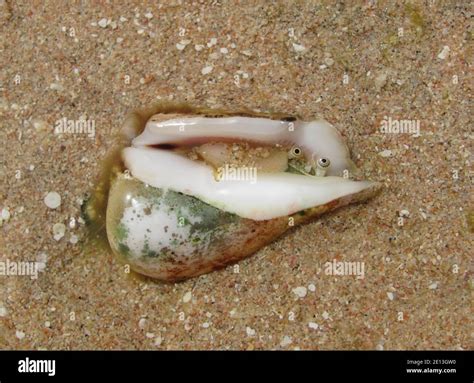 Image result for Venomous Sea Shell
