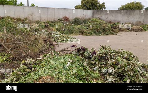 Image result for Box Plant Waste Pictures