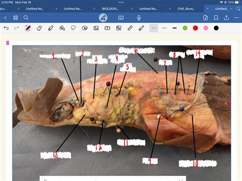 Image result for Shark Dissection
