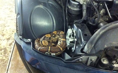 Image result for Mini Cooper Fish Screaming