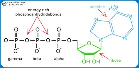 Image result for ATP Structural Formula
