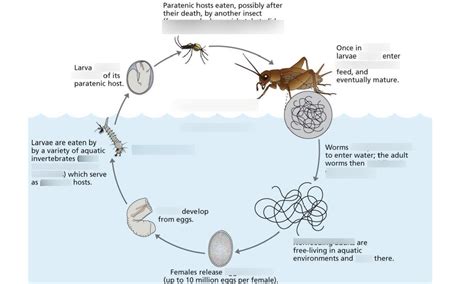 Image result for Cricket Insect Life Cycle