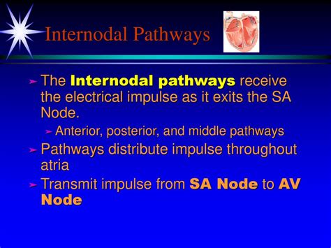 Image result for Cardiac Internodal Pathways
