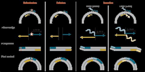 Image result for Dislocation Mutagenesis