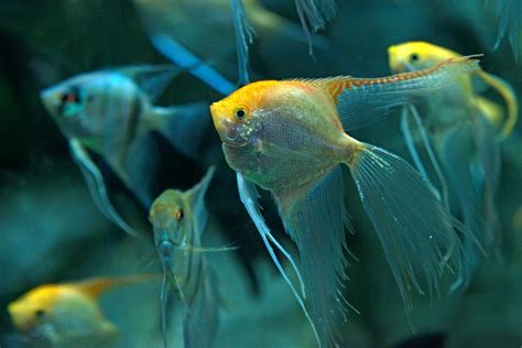 Image result for Angelfish Breeding