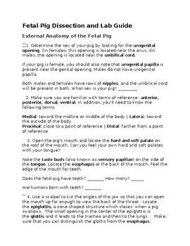 Image result for Fetal Pig Dissection Tutorial