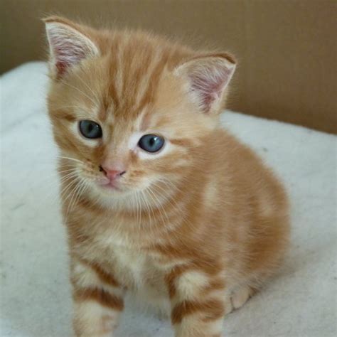 Chaton roux a vendre – Chien bonheur