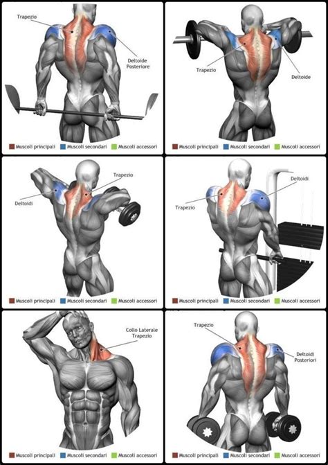 Image result for Building Neck Muscles