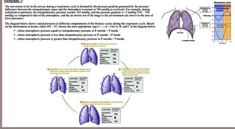 Image result for Intrapulmonary Air Space
