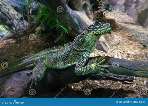 Image result for Most Beautiful Lizard