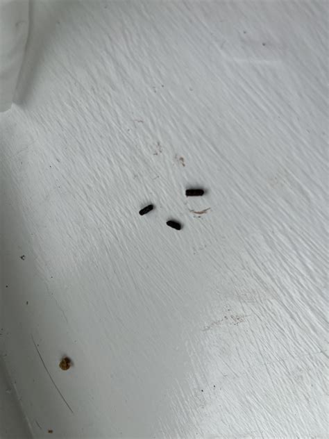 Image result for Cockroach Droppings