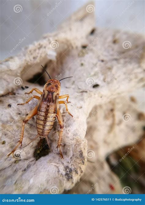Image result for Cricket Insect Sound
