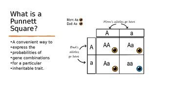 Image result for Punnett Square Tutorial