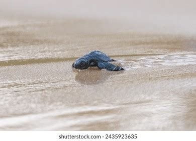 3,626 Turtle Hatching Beach Images, Stock Photos, 3D objects, & Vectors ...