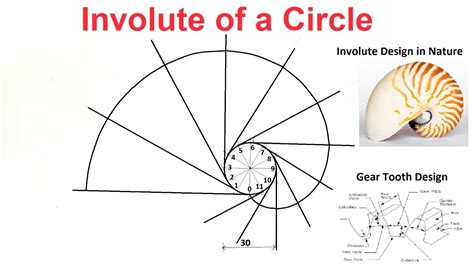 Image result for Involute Meaning