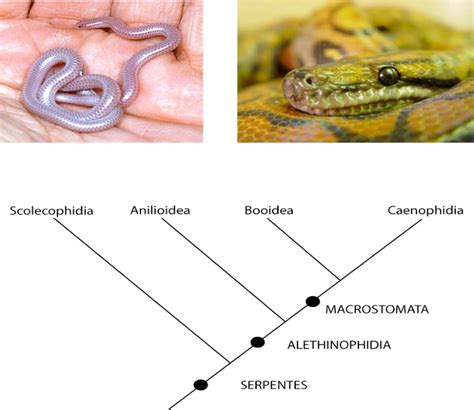 Image result for Snakes Origins Explained