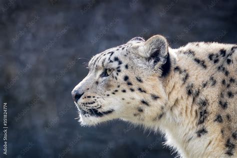 Image result for Snow Leopard Side View