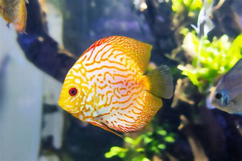 Image result for Golden Discus Fish