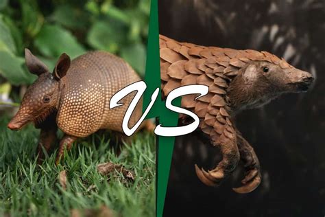 Image result for Python vs Armadillo