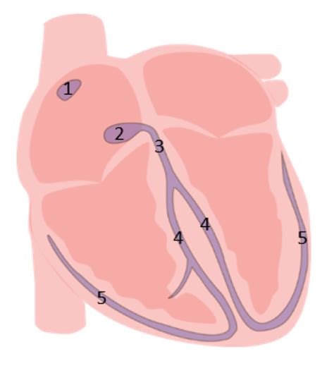 Image result for Cardiac Internodal Pathways