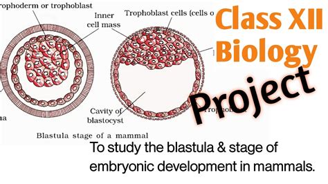 Image result for Blastula Development