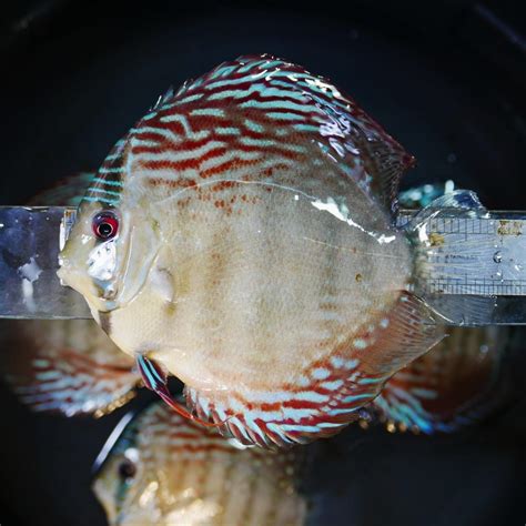 Image result for Royal Blue Discus