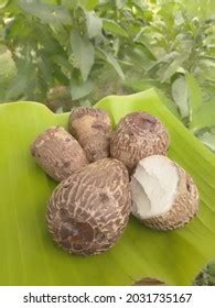 Image result for Boiled Taro Root