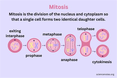Image result for Cell Cycle Worksheet Answer Key
