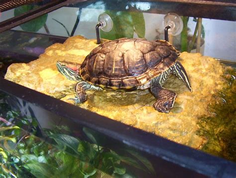 Image result for Slider Turtle