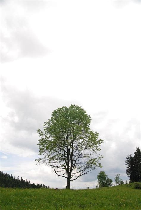 Image result for Basic Tree