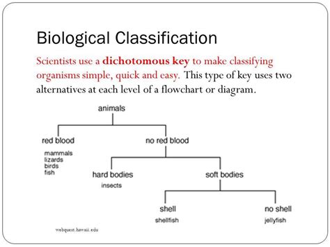 Image result for Biological Classification Answer Key