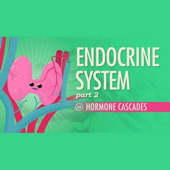Image result for Endocrine System Crash Course Notes