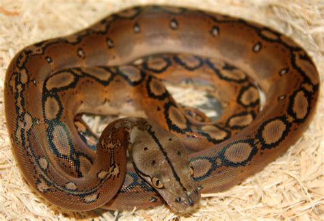 Image result for Motley Reticulated Python