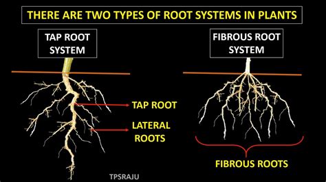 Image result for Root Structure and Function
