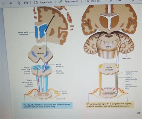 Image result for Spinothalamic Pathway Content