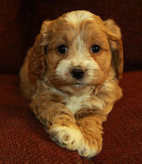 Image result for Red and White Cockapoo