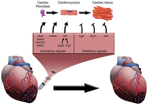 Image result for Cardiac Reprogramming
