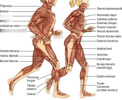 Image result for Lumen Learning Arm Muscle