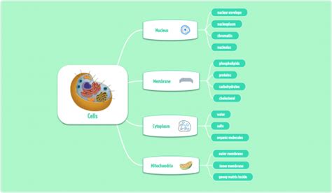 Image result for Brace Map Example