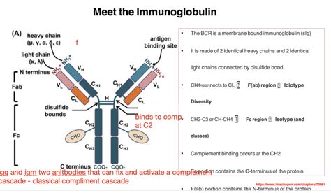 Image result for Humoral Immunity Complement System