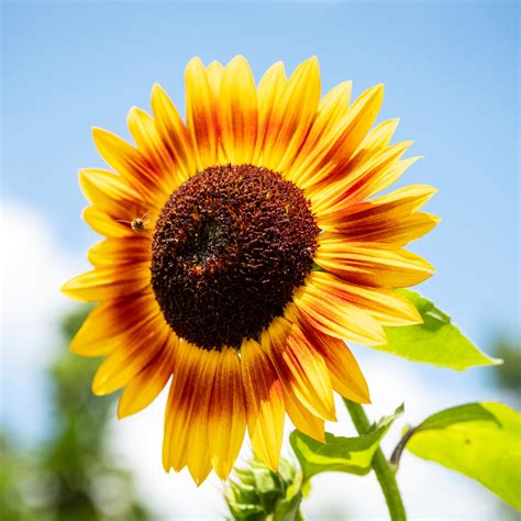 Image result for Temple University Class Schedule