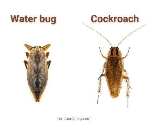 Image result for Water Bug vs Cockroach