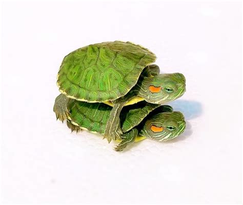 Image result for Red Eared Slider Turtle
