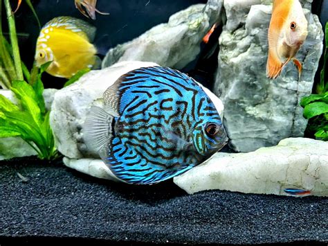 Image result for Red Rafflesia Discus