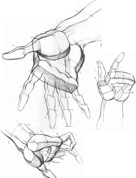 Image result for Hand Structure Drawing