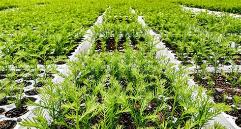 Image result for Forest Stewardship Program