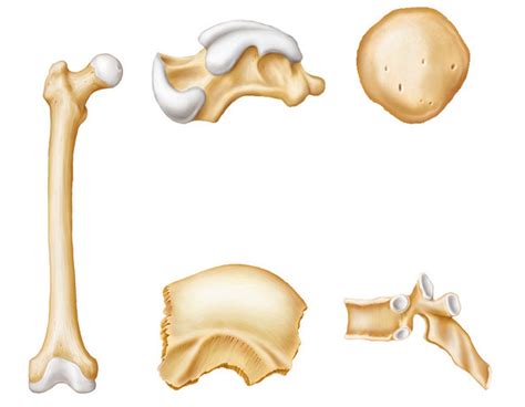 Image result for Two Types of Bone