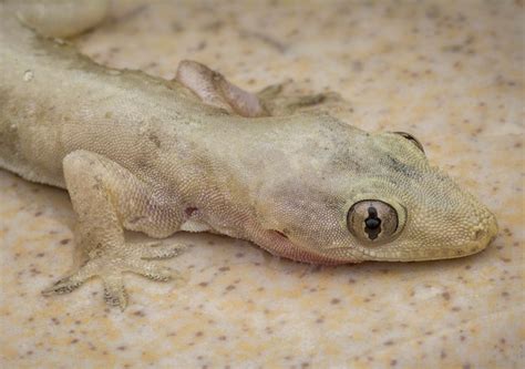 Image result for Lizard In-House